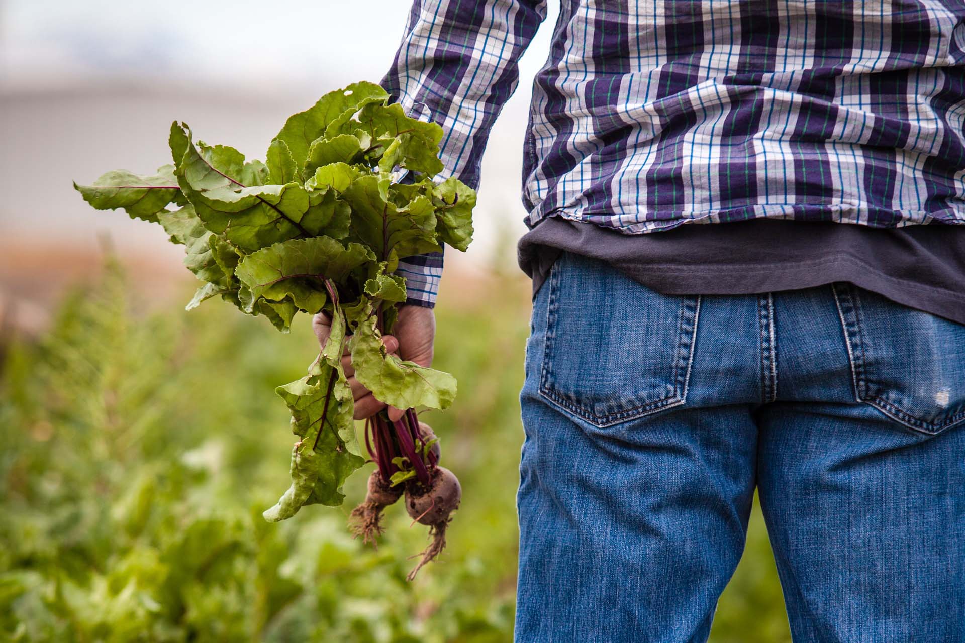 How the Farm to Fork Strategy can Fix our Food System - Greens/EFA