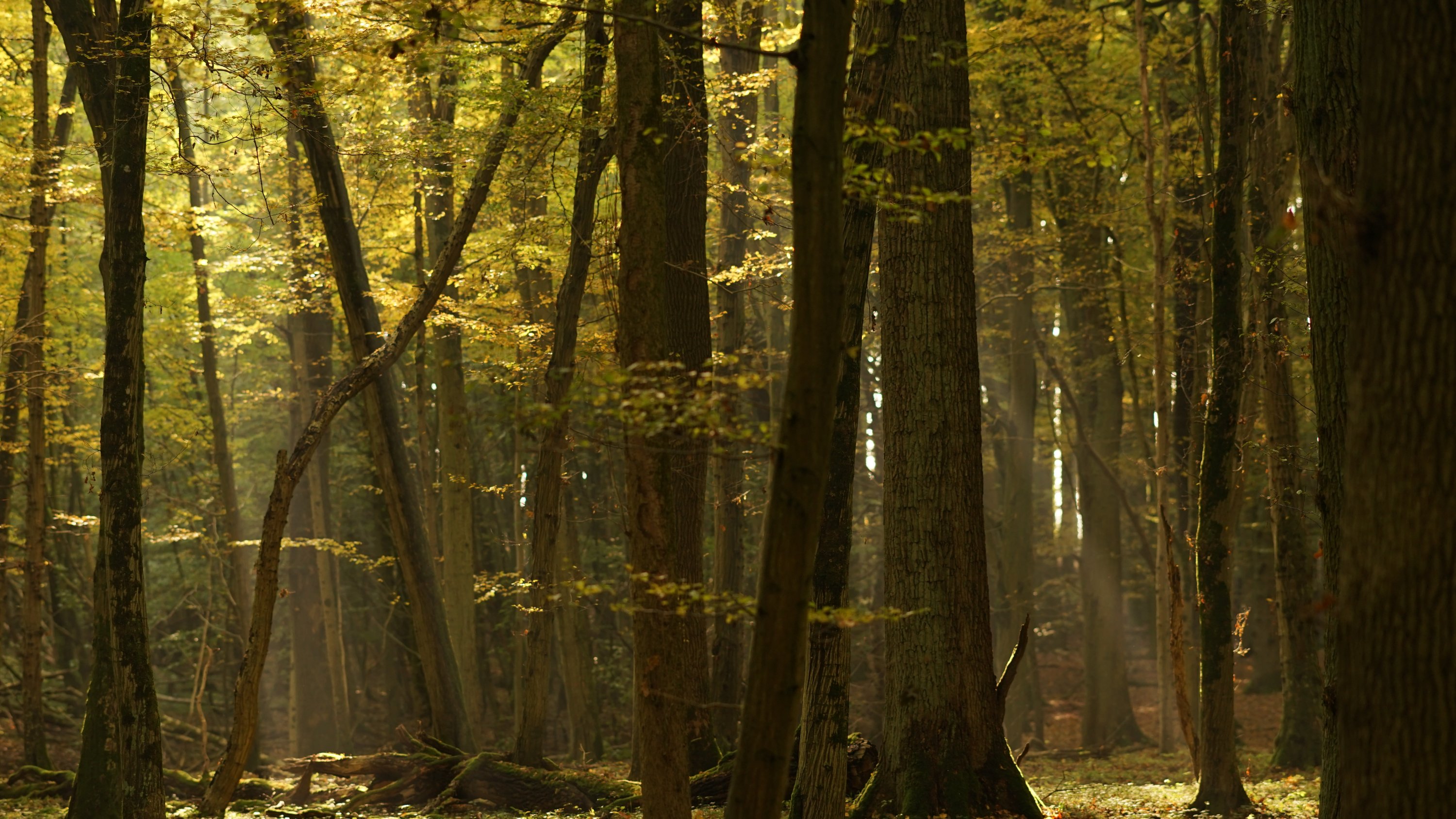 Ecological forestry in Europe | Greens/EFA