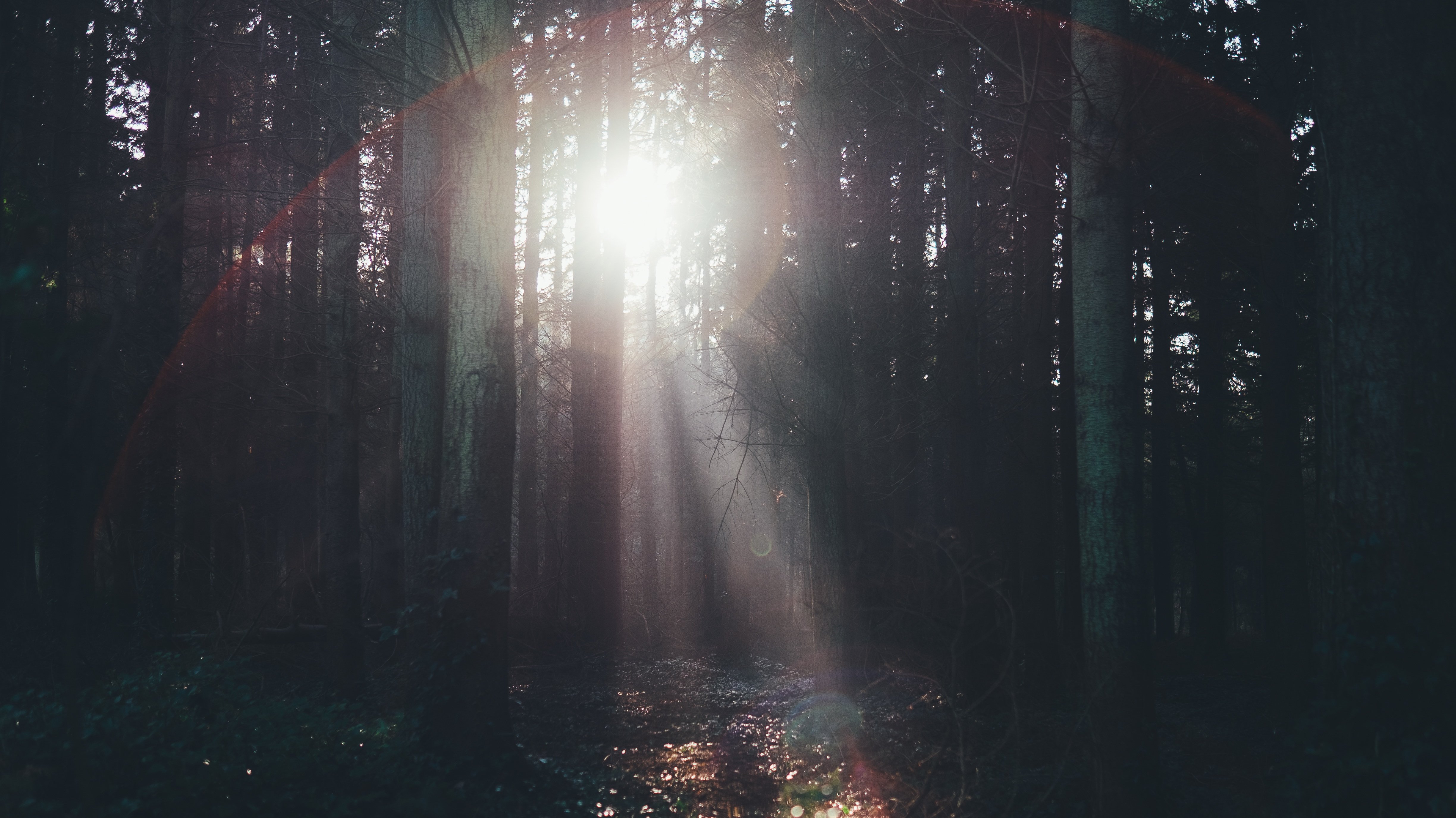 Ecological Forestry In Europe | Greens/EFA