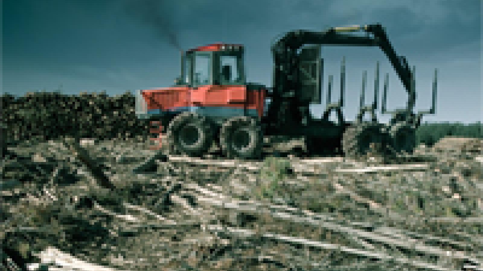 The role of Europe in fighting deforestation | Greens/EFA