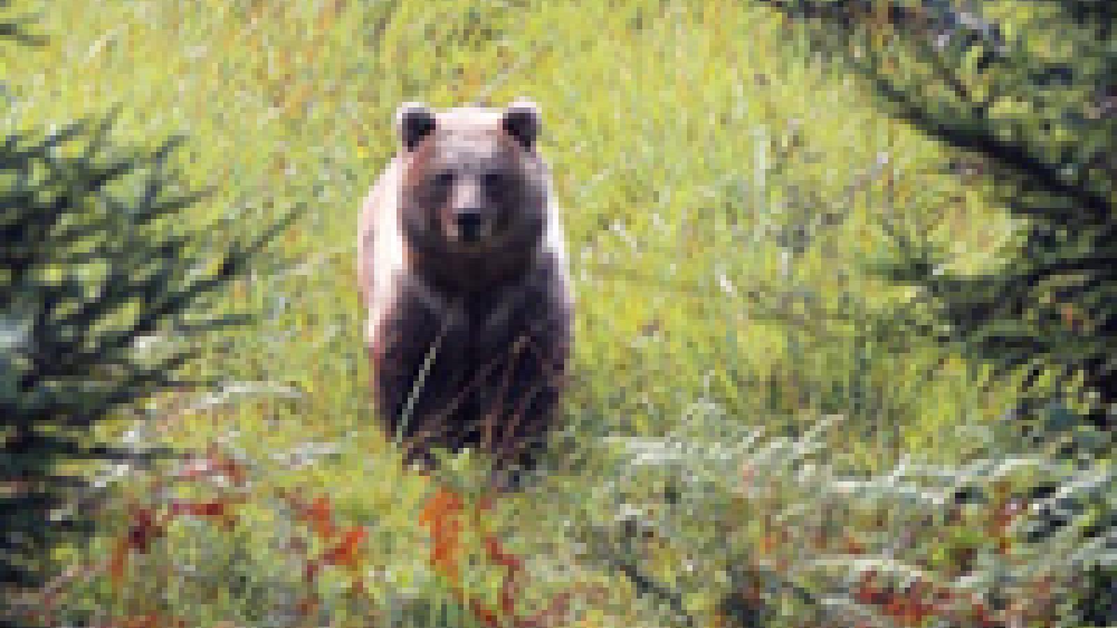 Protection de l'Ours des Pyrénées et directive Habitats | Greens/EFA
