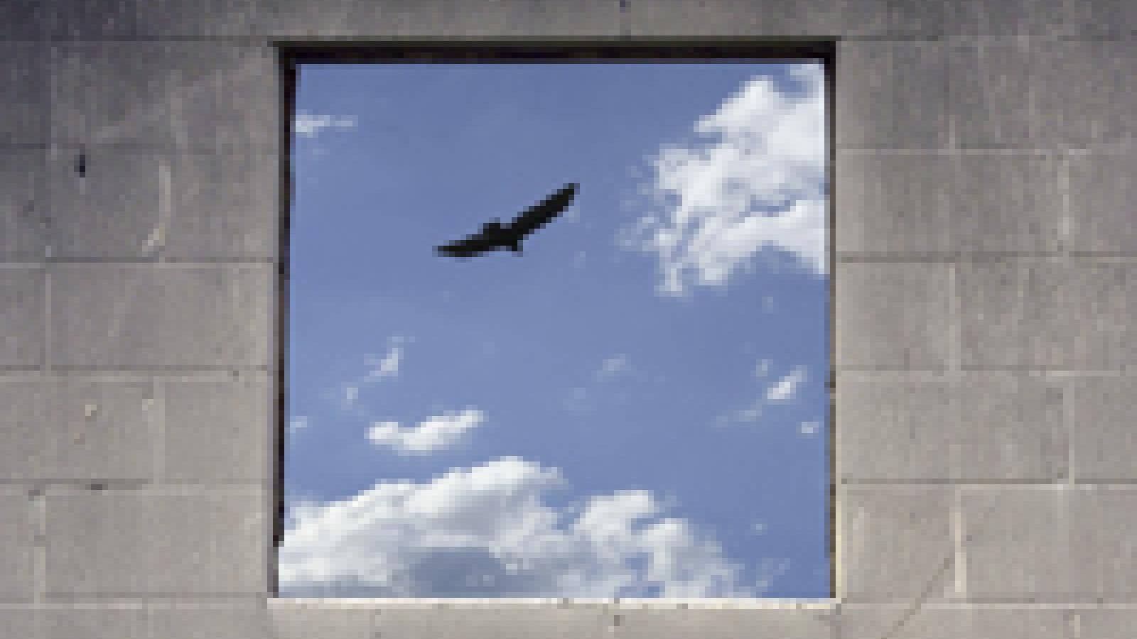 EU border control plans | Greens/EFA