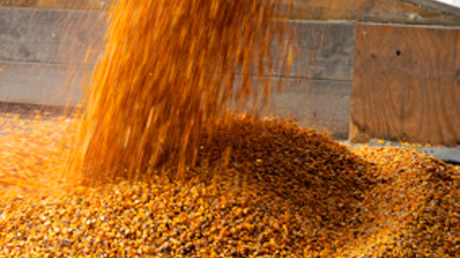 Biofuels, emissions and land use | Greens/EFA