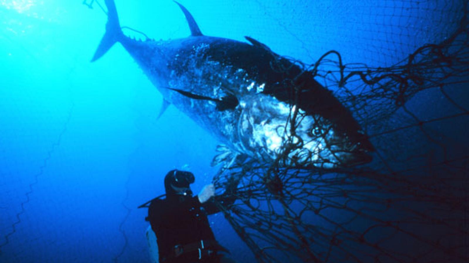 Tuna Conservation | Greens/EFA